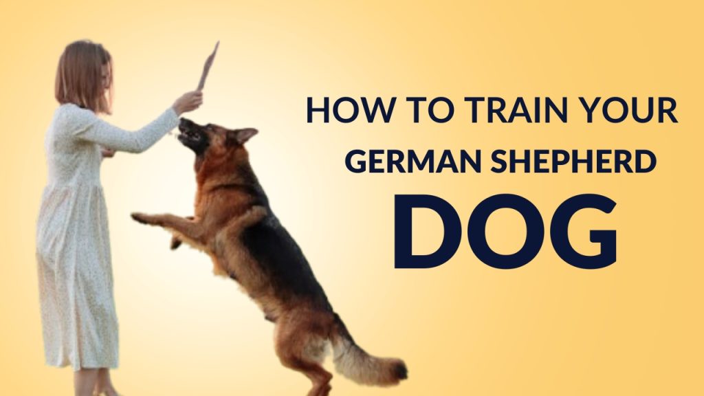 How to Training Your German Shepherd: A Step-by Guide to Successful ...